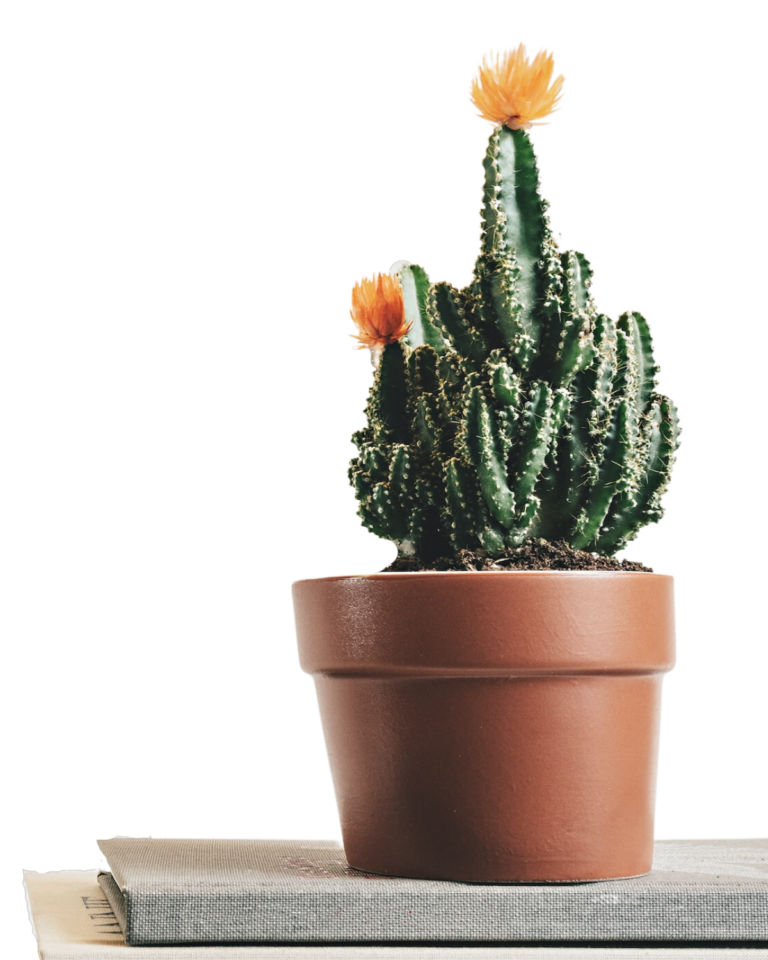 Digital Cactus – Digital Marketing Solutions